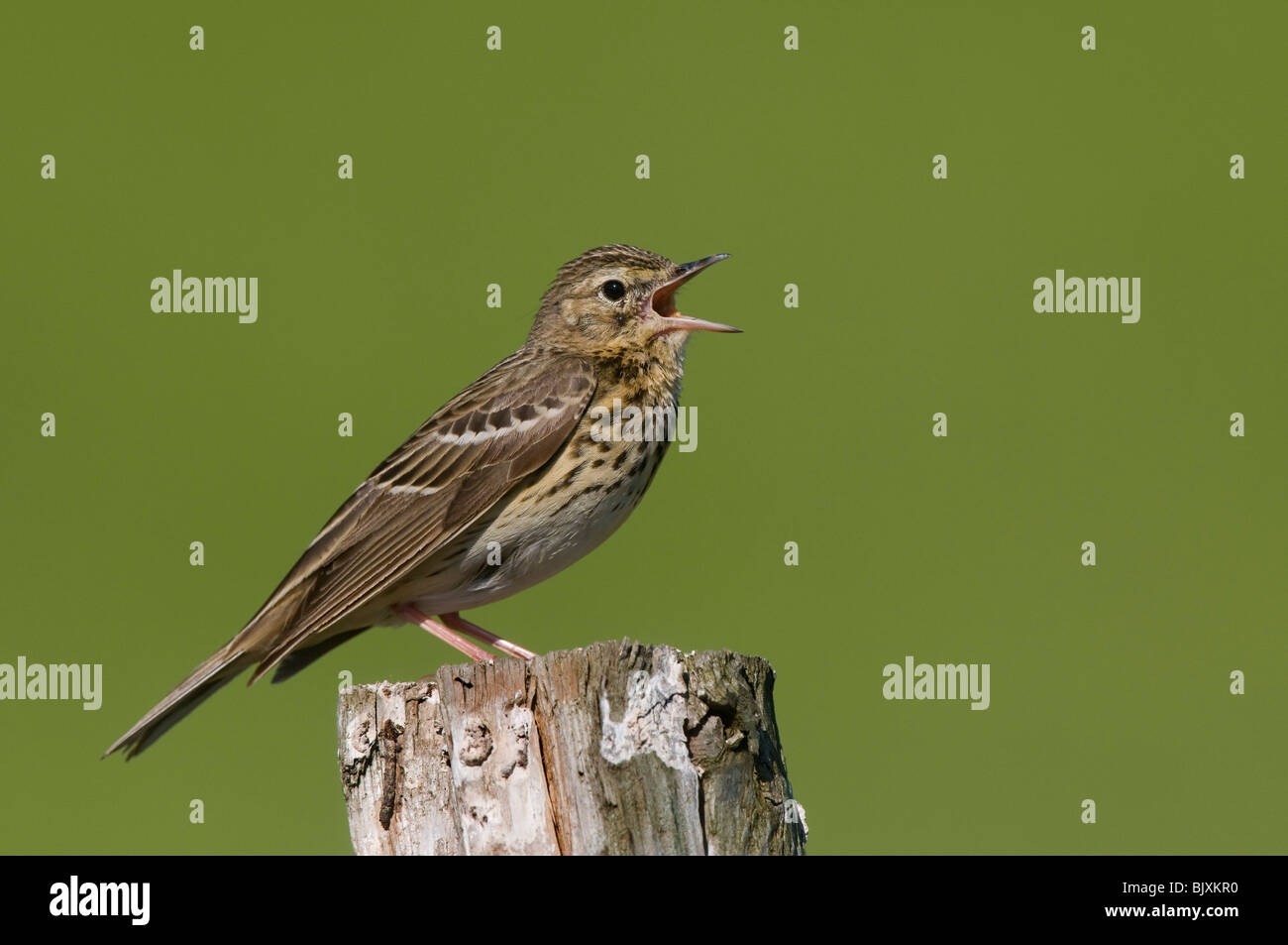 Pitpit hi-res stock photography and images - Alamy