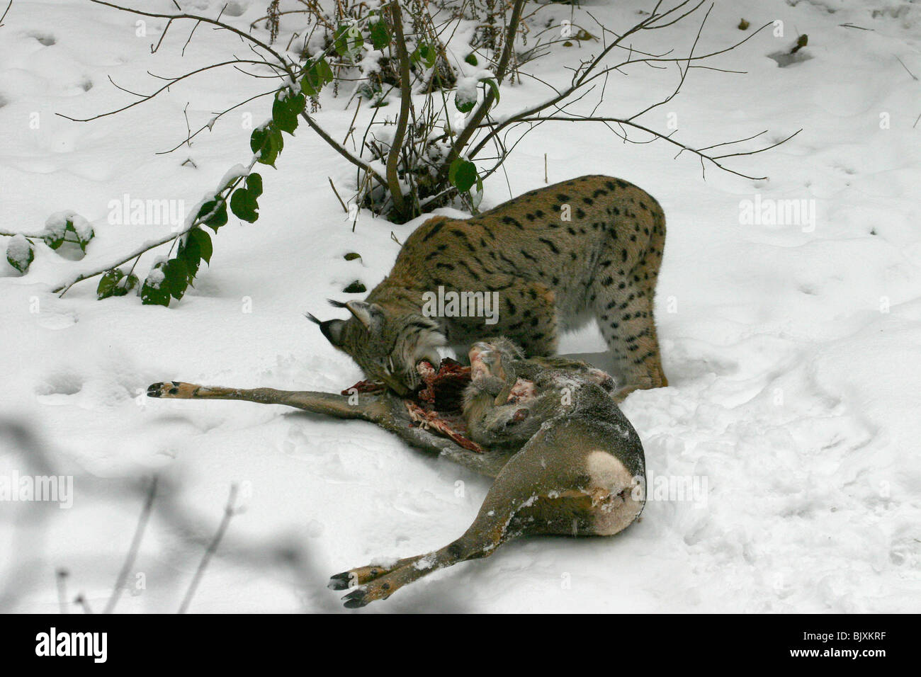 Eurasian lynx dead hi-res stock photography and images - Alamy