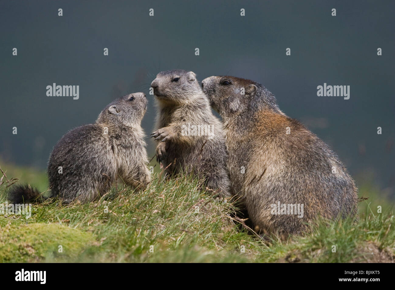 Three marmots marmota marmota hi-res stock photography and images - Alamy