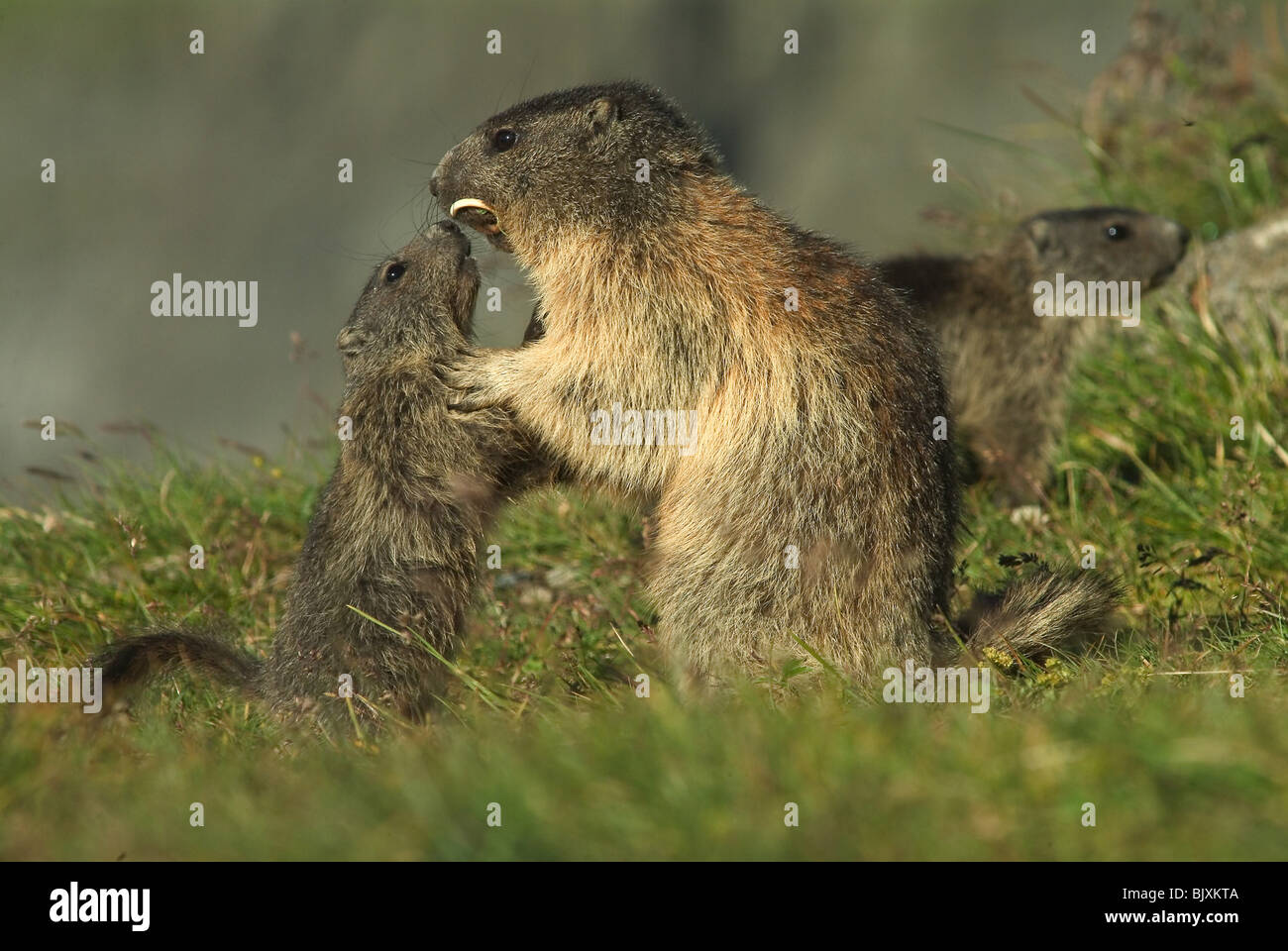 Alpine marmota marmota three animals hi-res stock photography and ...