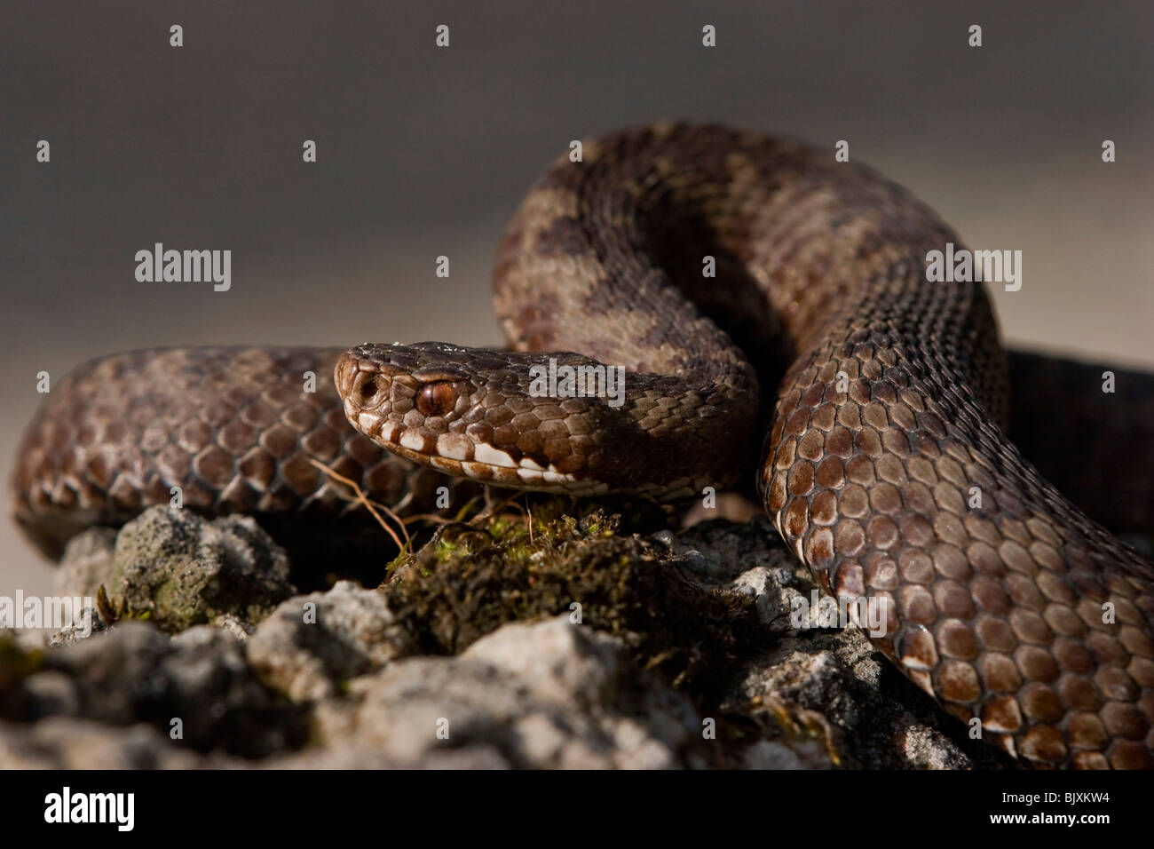Crossed adder hi-res stock photography and images - Alamy