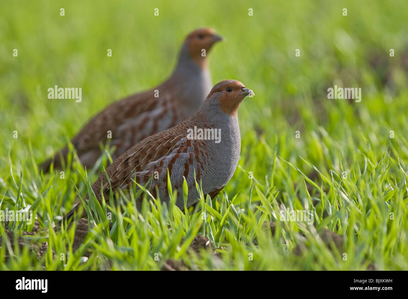 Two grey partridges hi-res stock photography and images - Alamy