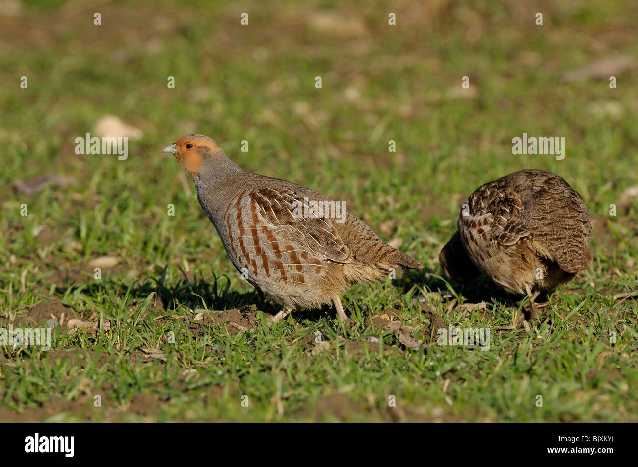Two grey partridges hi-res stock photography and images - Alamy