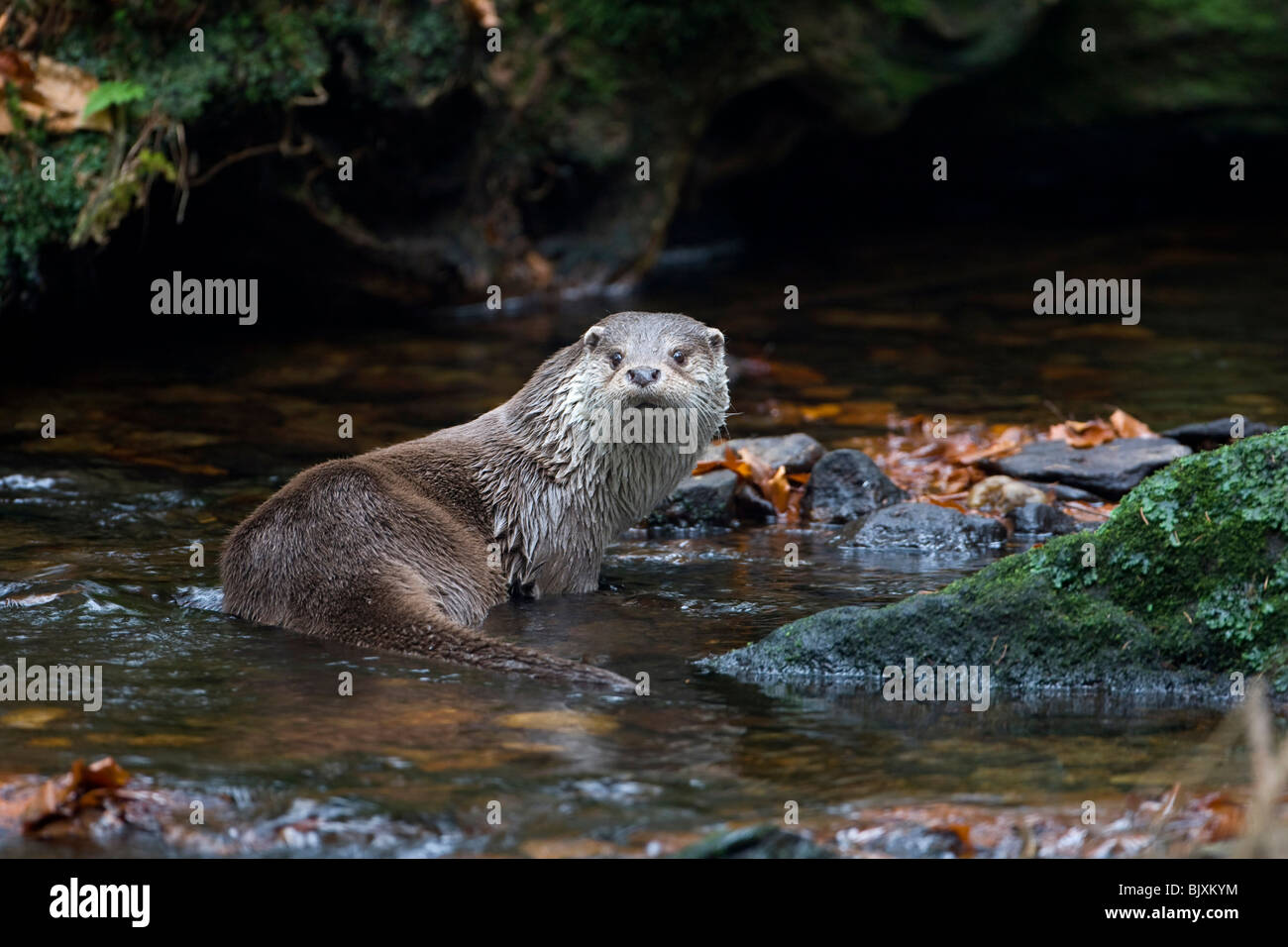 Water based animal hi-res stock photography and images - Alamy