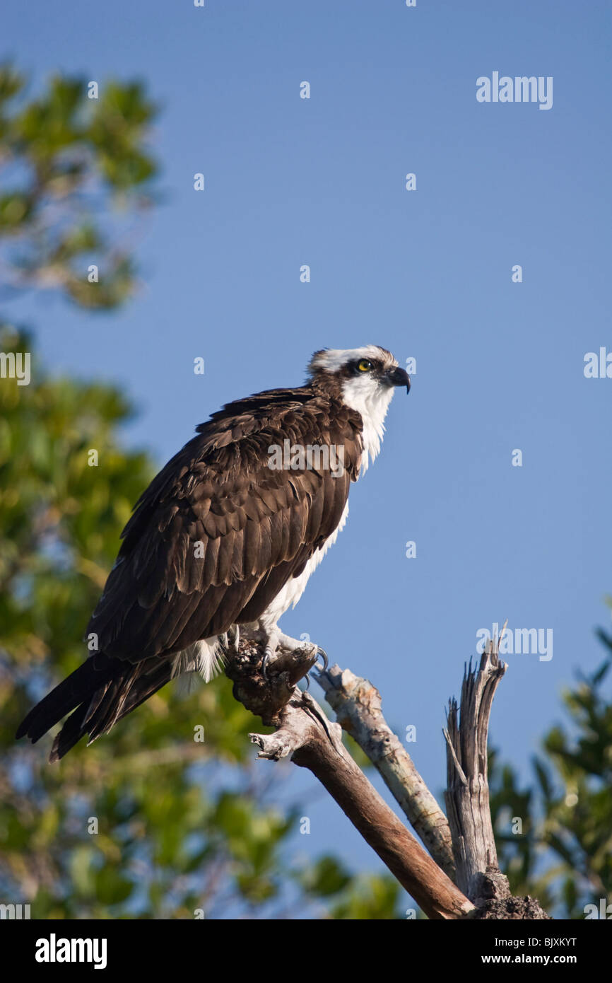 Osprey bird profile view hi-res stock photography and images - Alamy