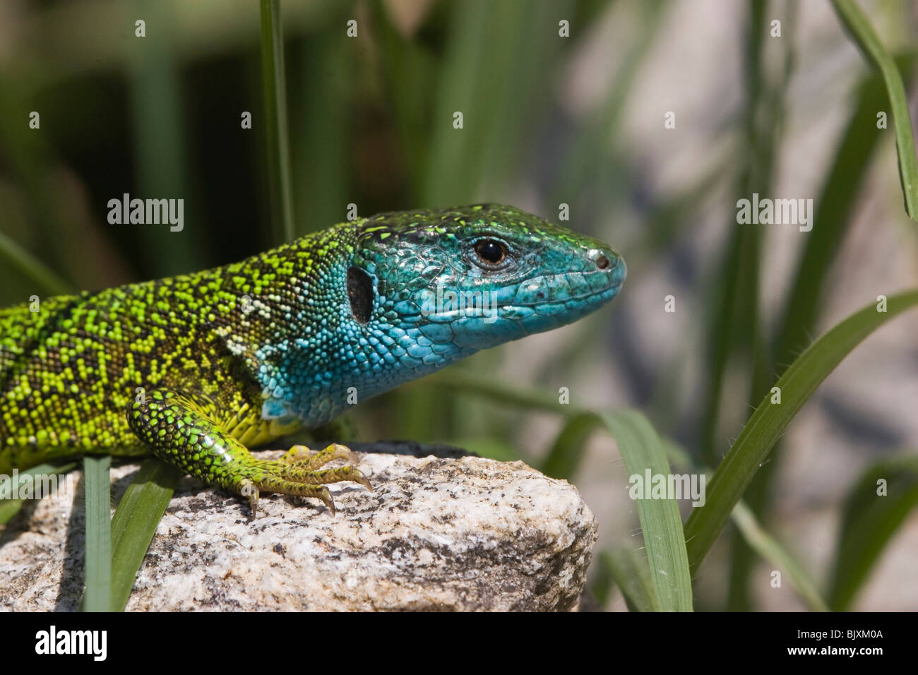 European green lizard Stock Photo - Alamy