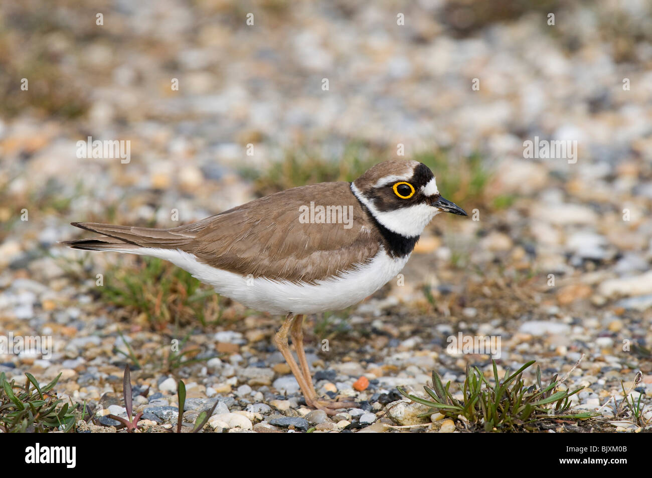 Little Ringed Plover Stock Photo - Alamy