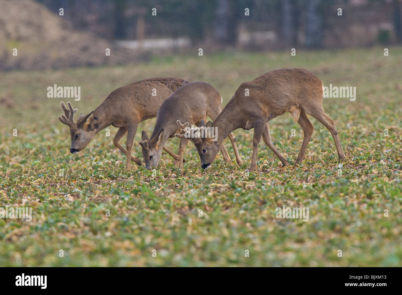 Side profile wild roe deer walking hi-res stock photography and images ...