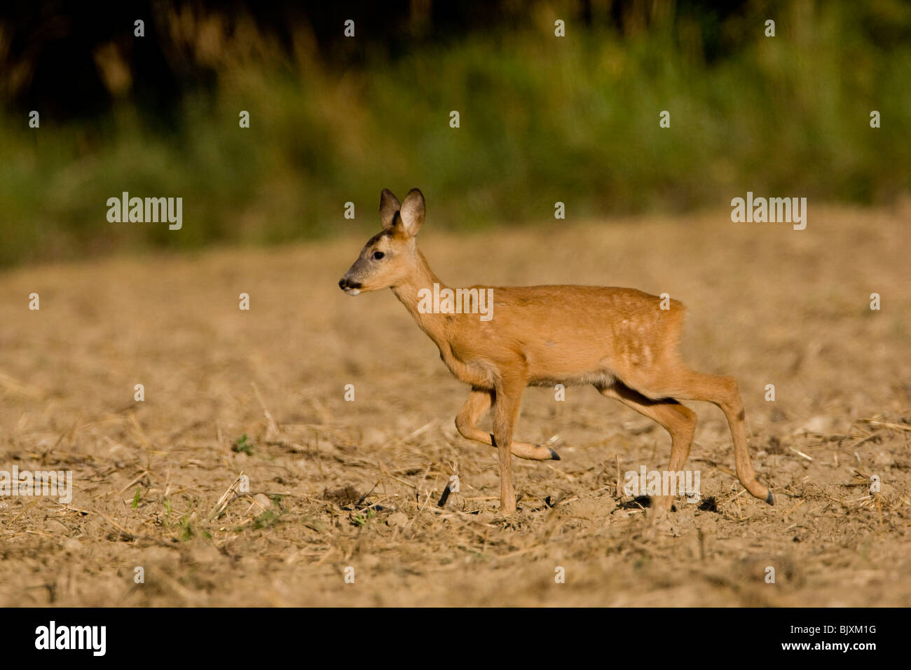 Side profile wild roe deer walking hi-res stock photography and images ...