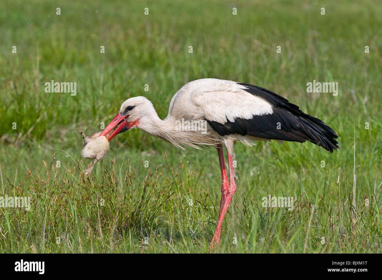 Frog eats storks hi-res stock photography and images - Alamy