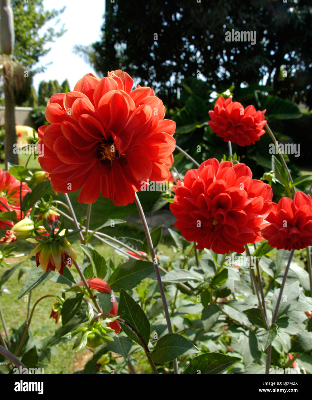 Flowers From Uganda Agripreneur: Why You Should Embrace Floriculture