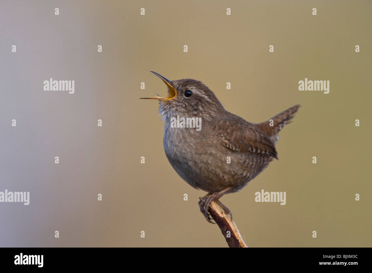 Open bill singing wren hi-res stock photography and images - Alamy
