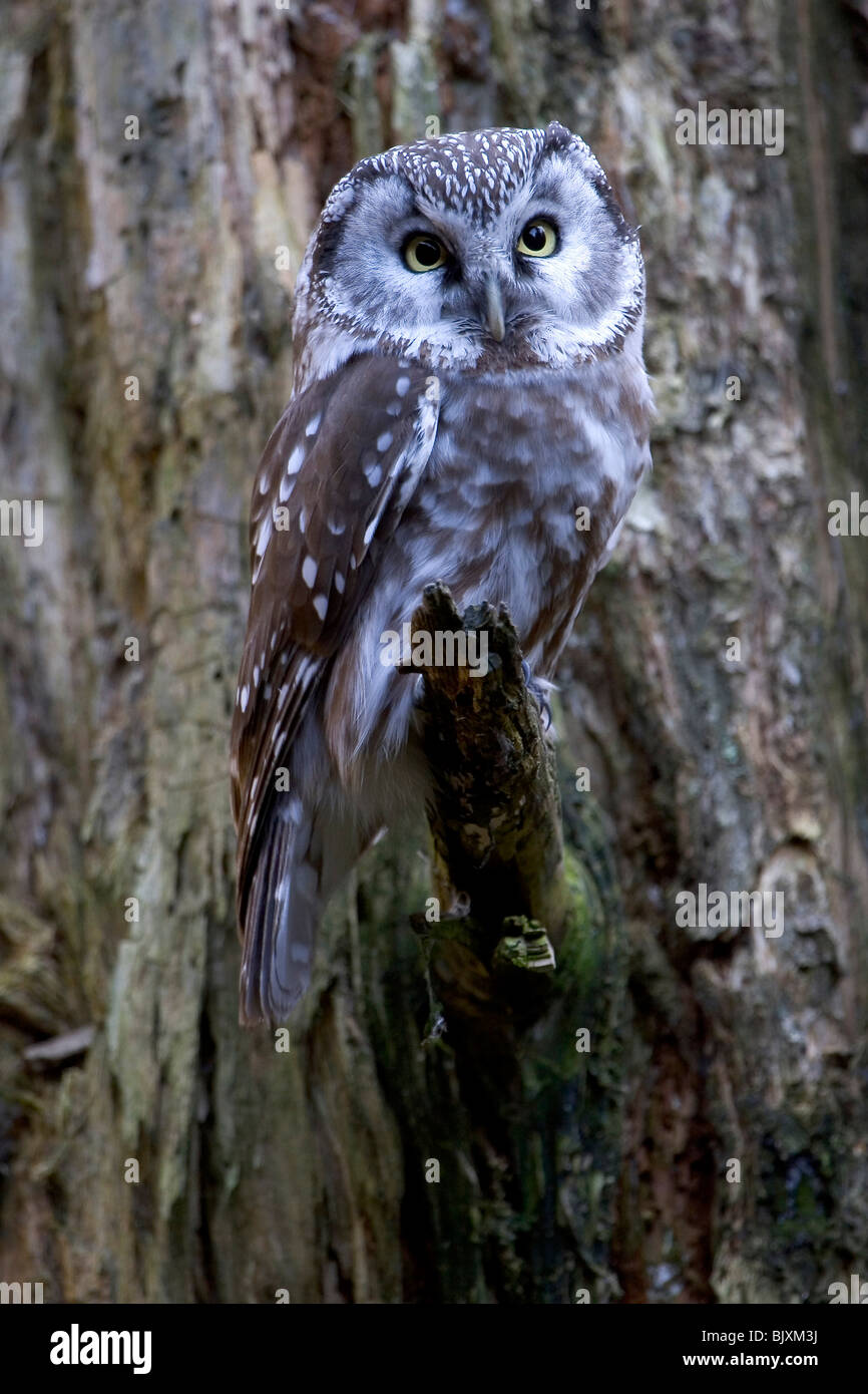 Boreal animals hi-res stock photography and images - Alamy