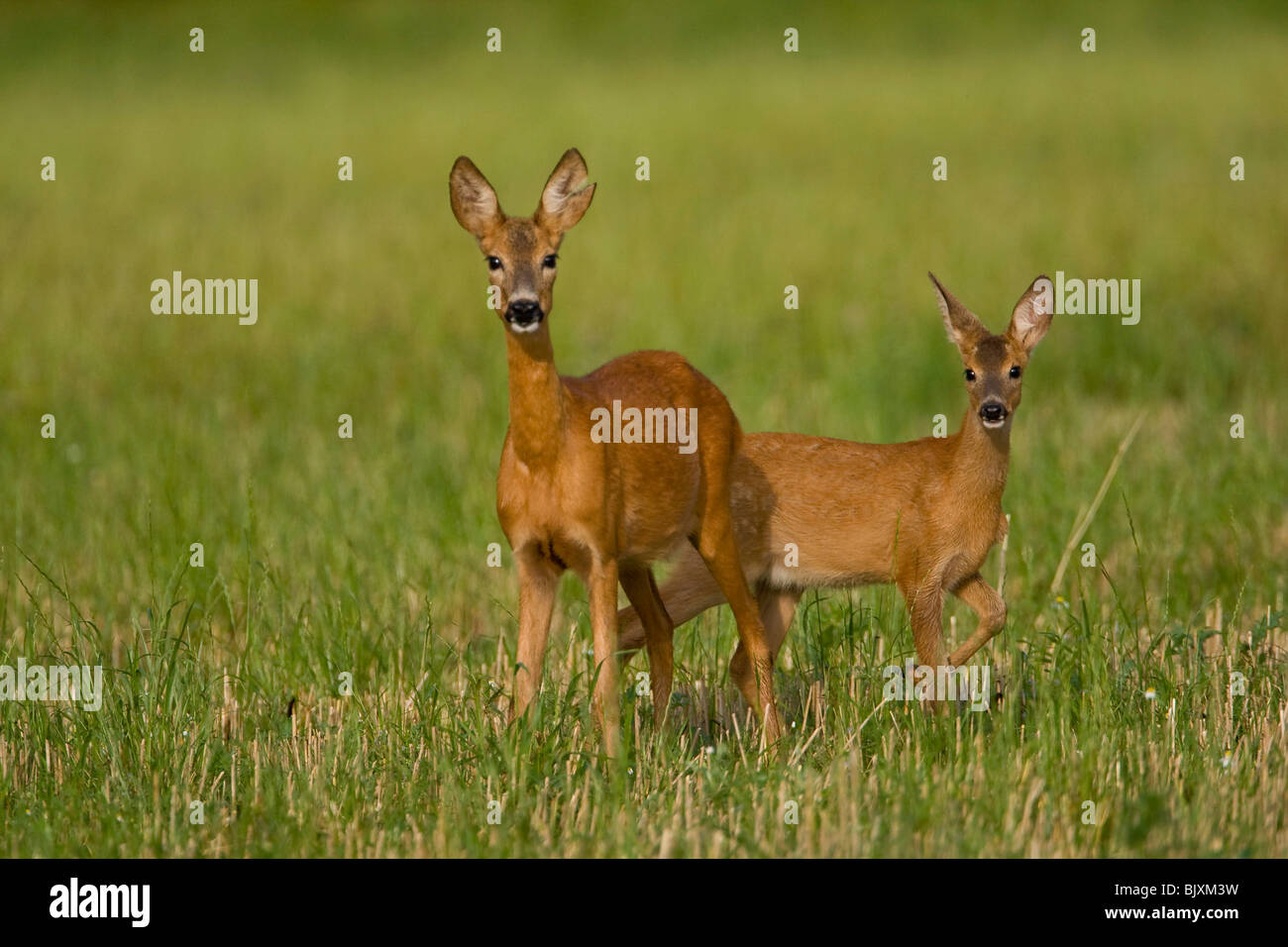 Two roe deer stand hi-res stock photography and images - Alamy