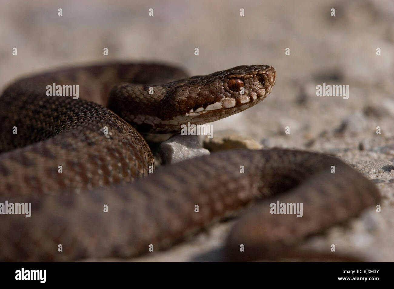 Crossed adder hi-res stock photography and images - Alamy