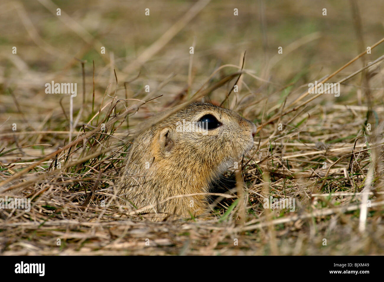 Gopher hole hi-res stock photography and images - Alamy