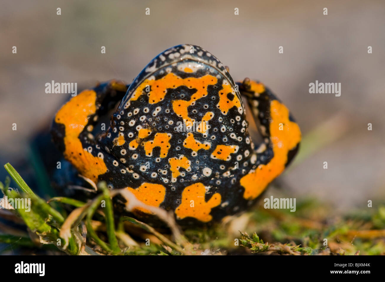 Toad defence hi-res stock photography and images - Alamy