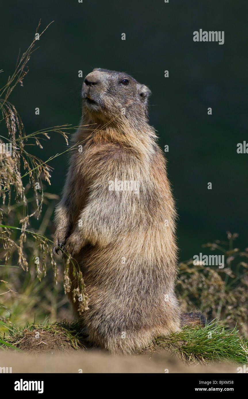 Marmot behavior hi-res stock photography and images - Alamy