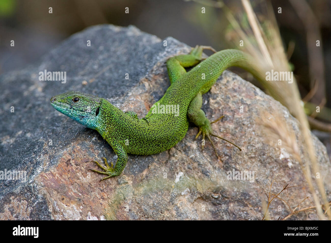 European green lizard Stock Photo - Alamy