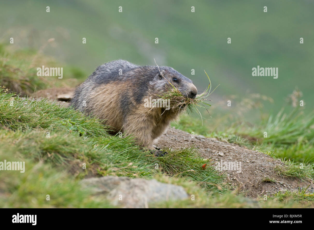 Marmot behavior hi-res stock photography and images - Alamy