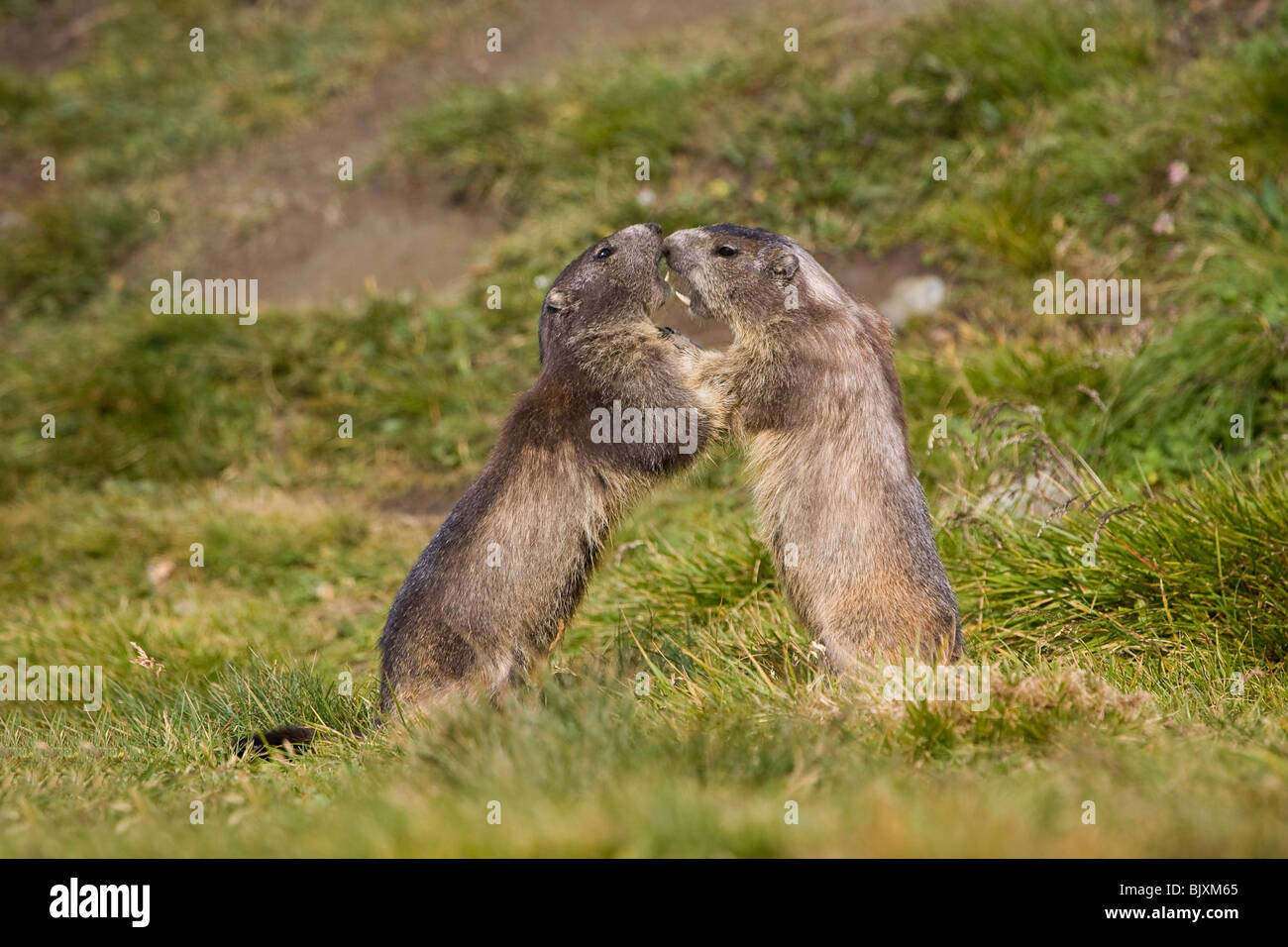 fighting Alpine marmots Stock Photo - Alamy
