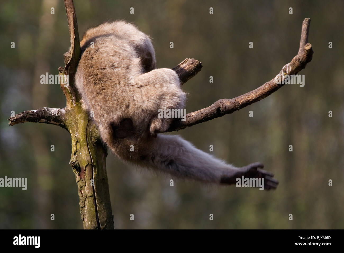 Ape behaviour hi-res stock photography and images - Alamy