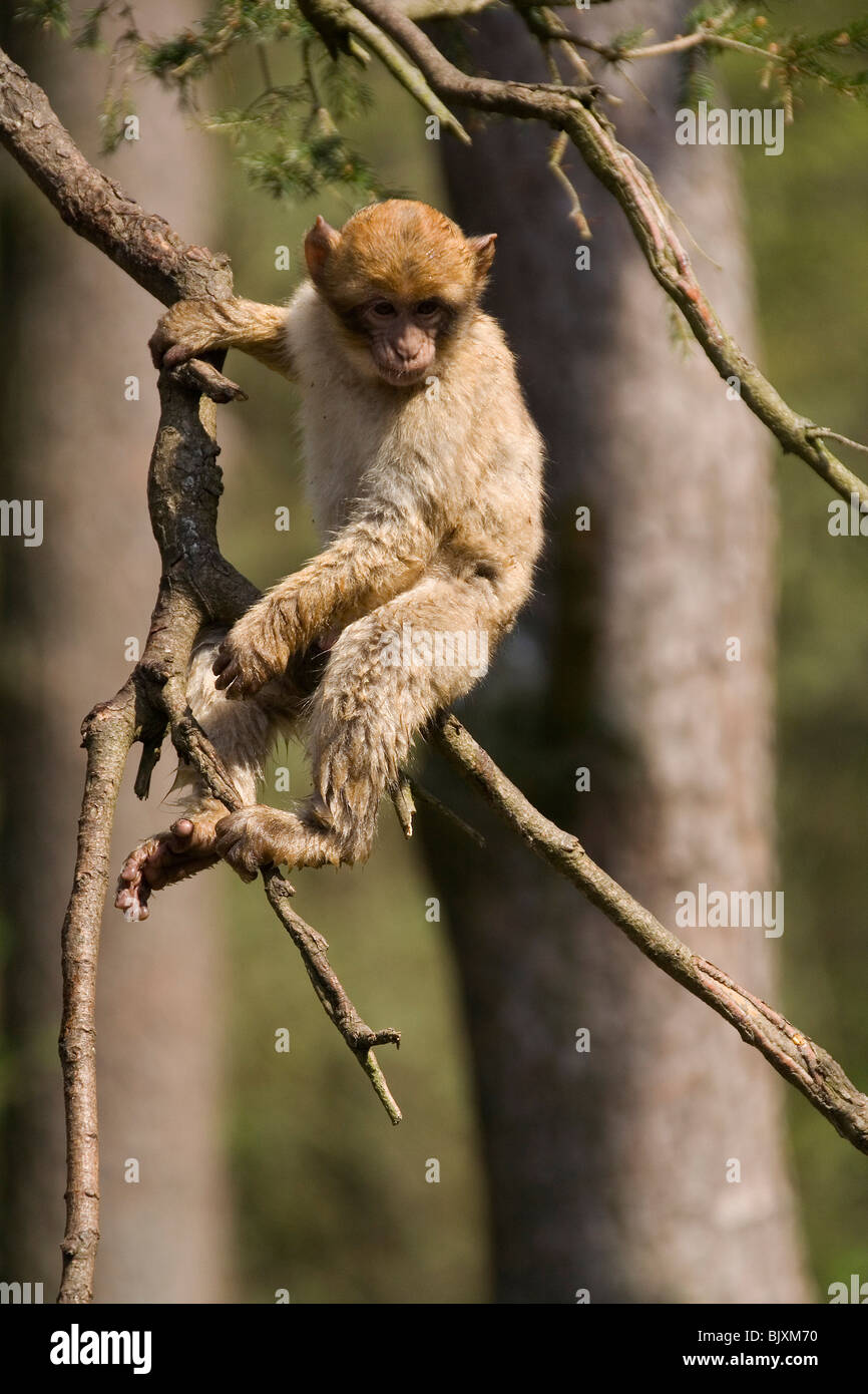 Ape behaviour hi-res stock photography and images - Alamy