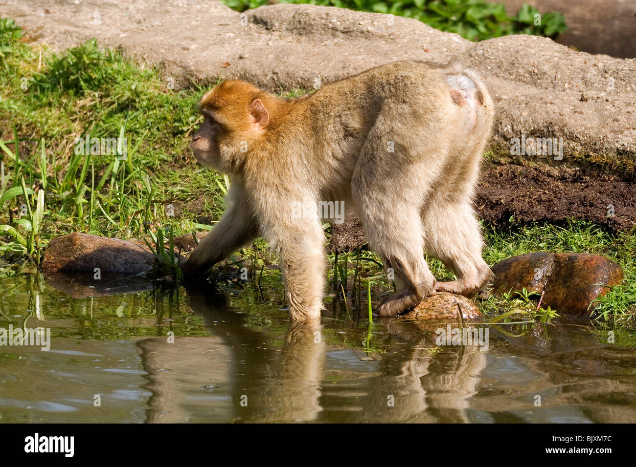 Profile of ape hi-res stock photography and images - Alamy