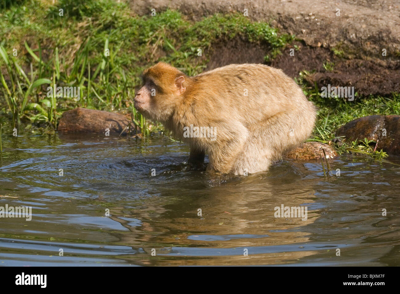 Profile of ape hi-res stock photography and images - Alamy