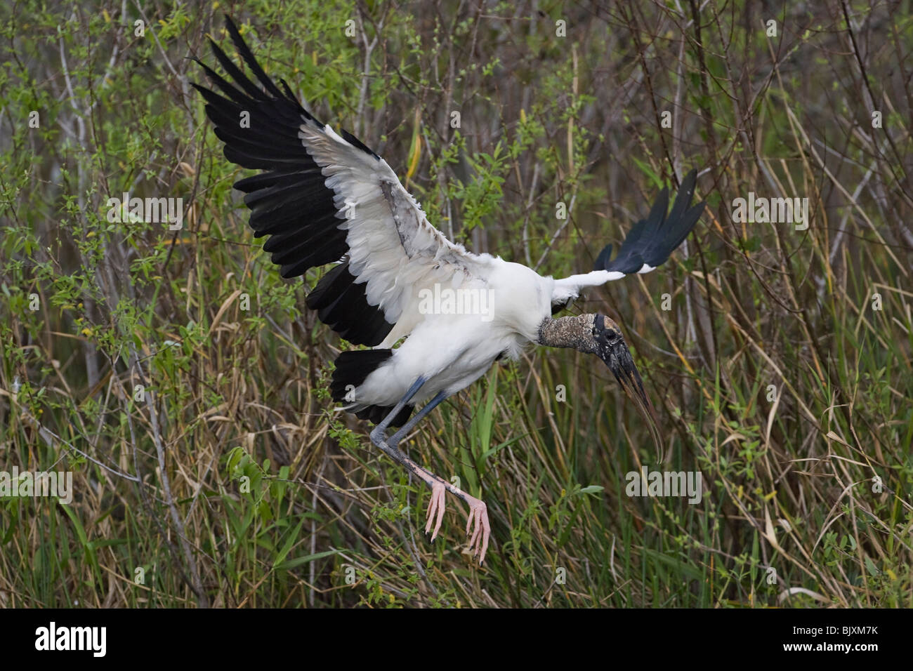 American stork hi-res stock photography and images - Alamy