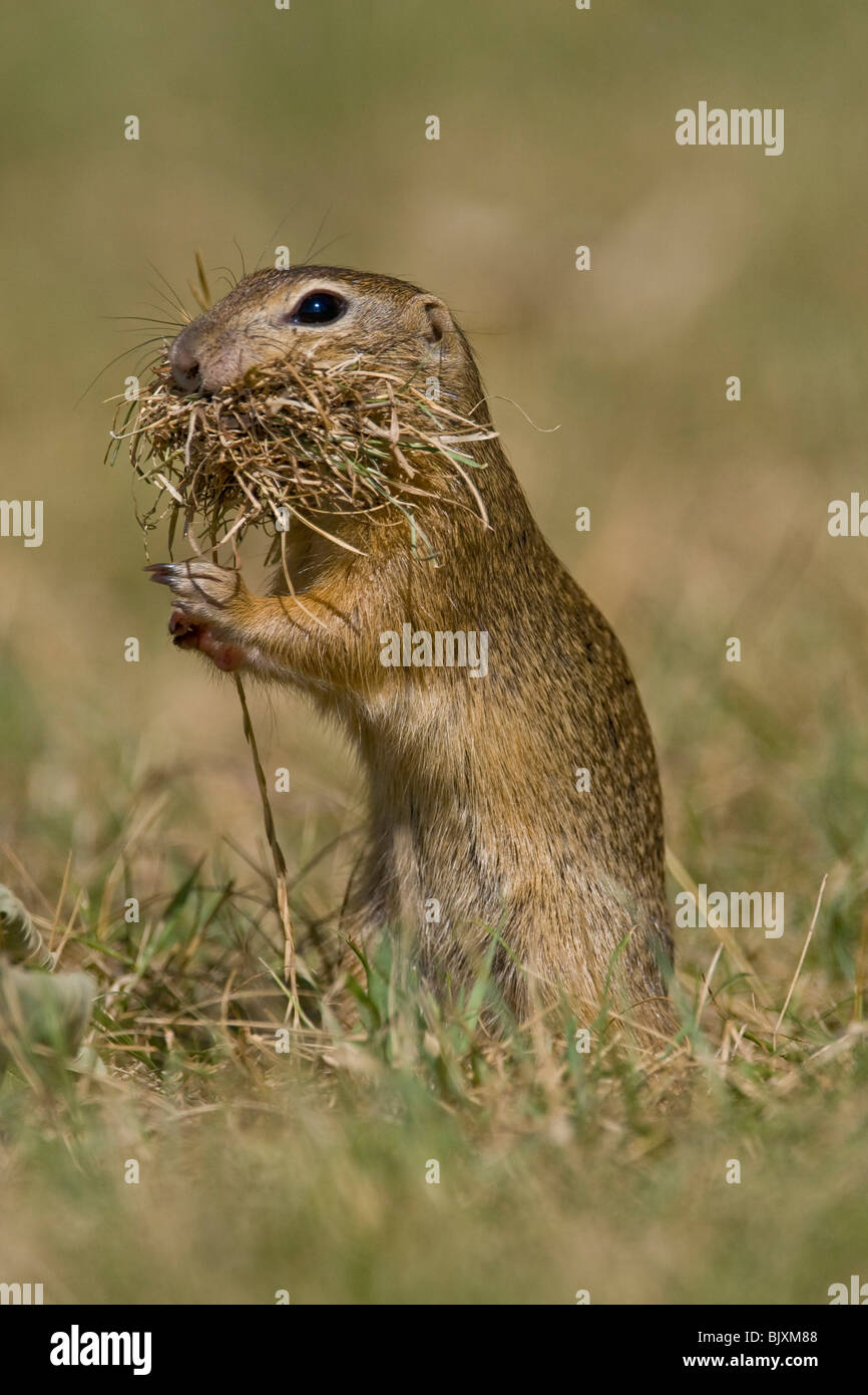 Gopher profile hi-res stock photography and images - Alamy