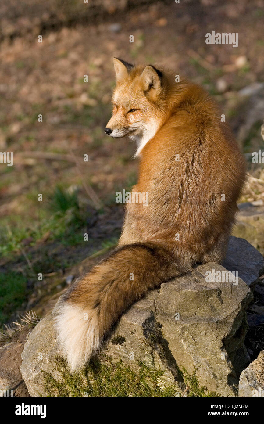 Rear view of foxes hi-res stock photography and images - Alamy