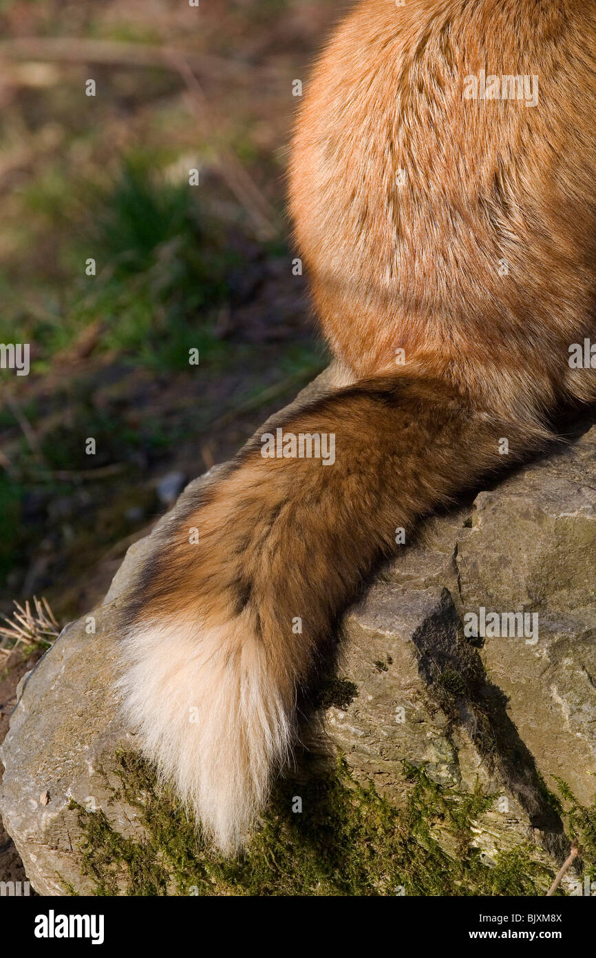 Fox tails hi-res stock photography and images - Alamy