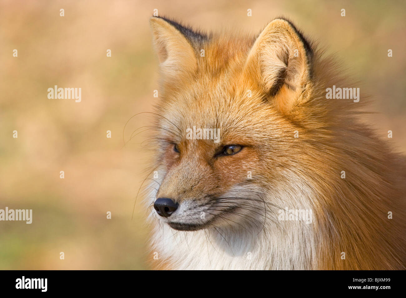 Fox side view animal hi-res stock photography and images - Alamy
