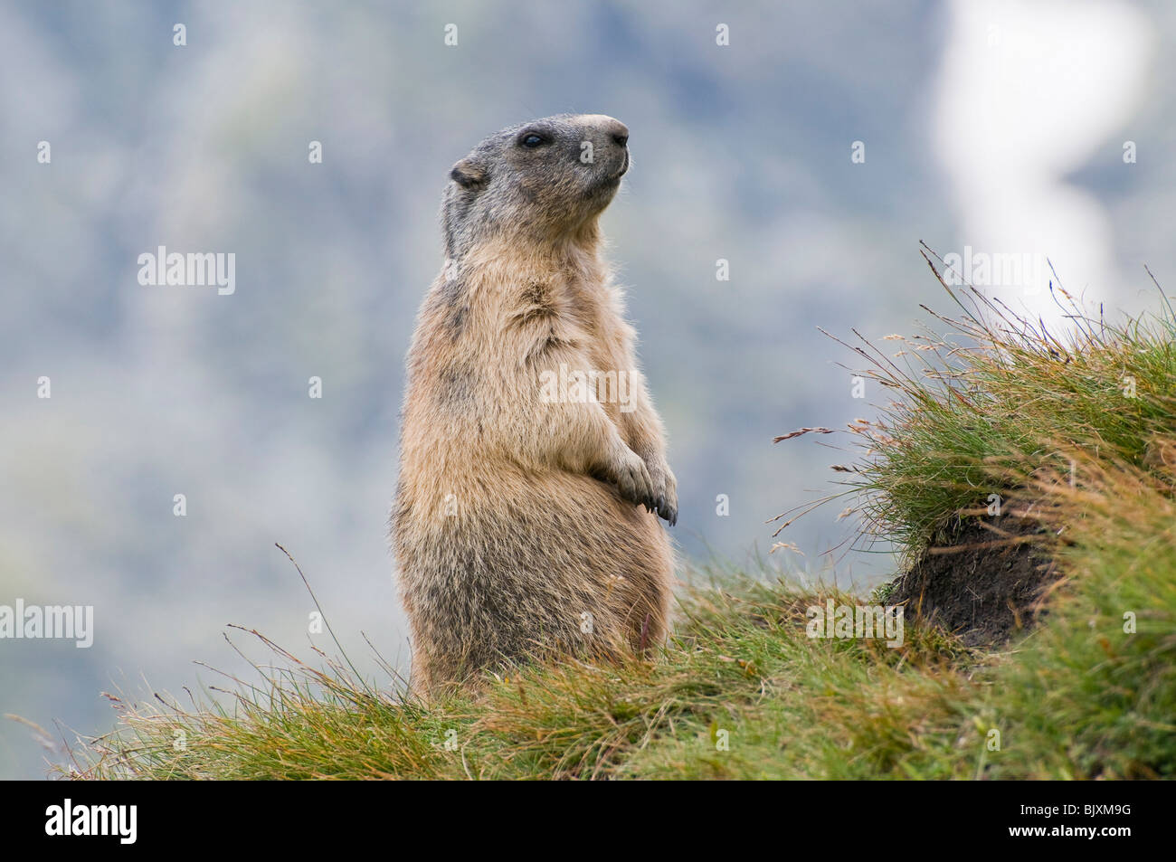 Marmot profile hi-res stock photography and images - Alamy