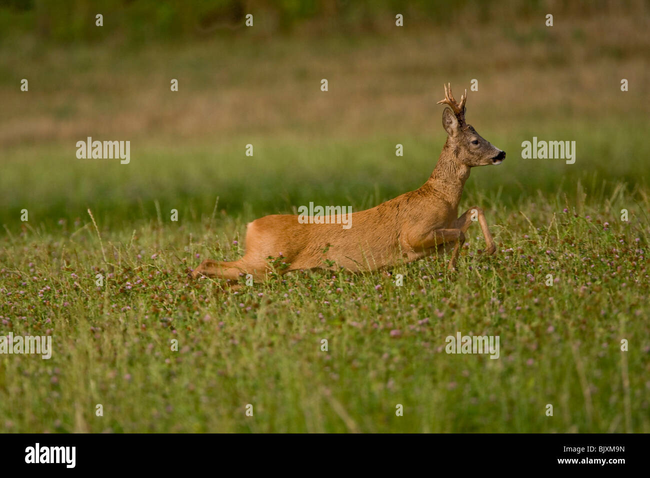 Galloping deer hi-res stock photography and images - Alamy