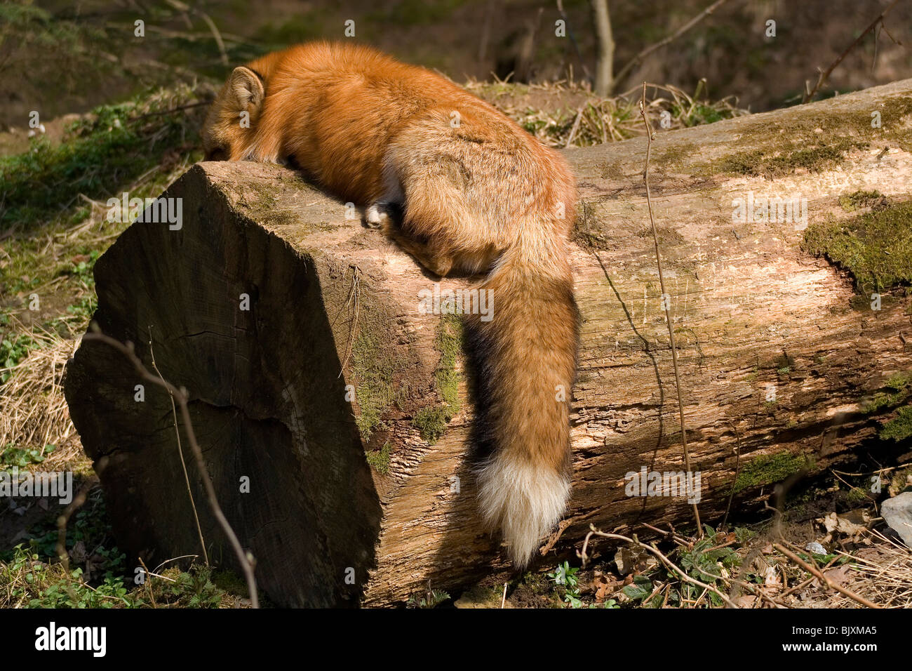 Rear view of foxes hi-res stock photography and images - Alamy