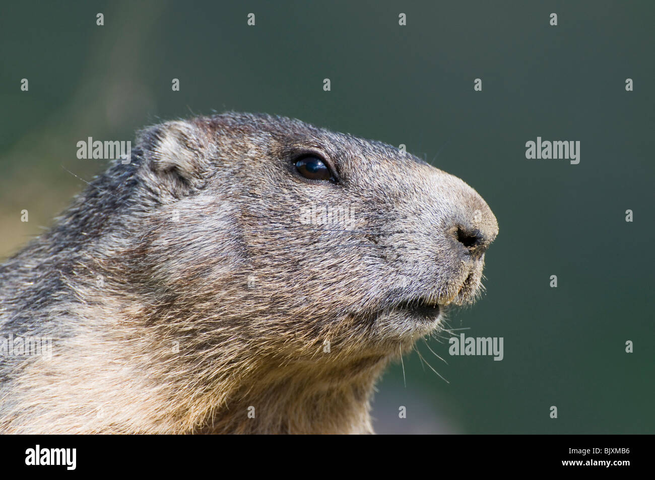 Marmots portrait hi-res stock photography and images - Alamy