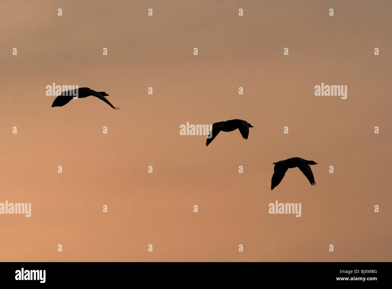 Geese flying side view hi-res stock photography and images - Alamy