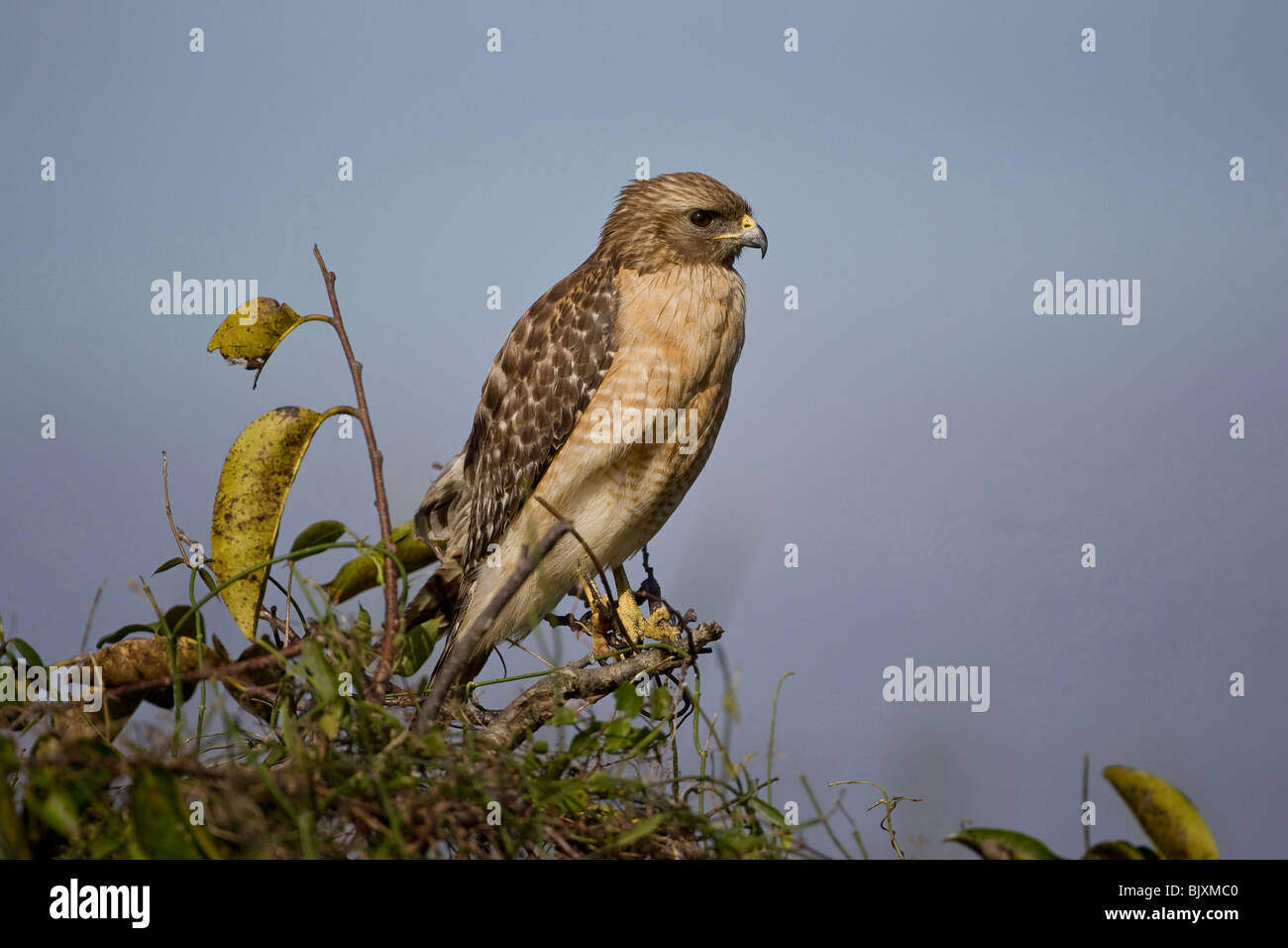 Red shouldered buzzard hi-res stock photography and images - Alamy