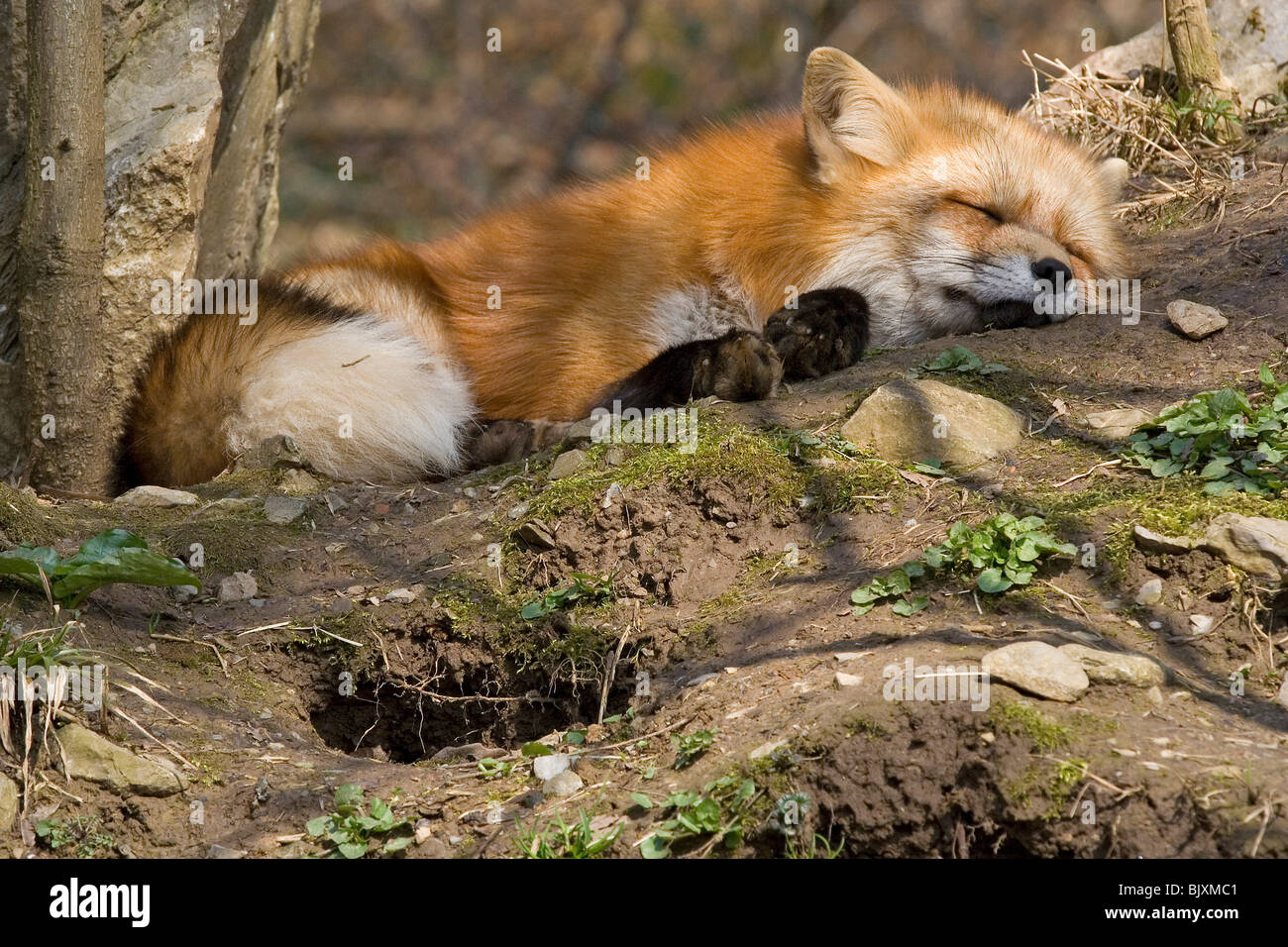 Red fox vulpes vulpes adult animal sleeping hi-res stock photography ...