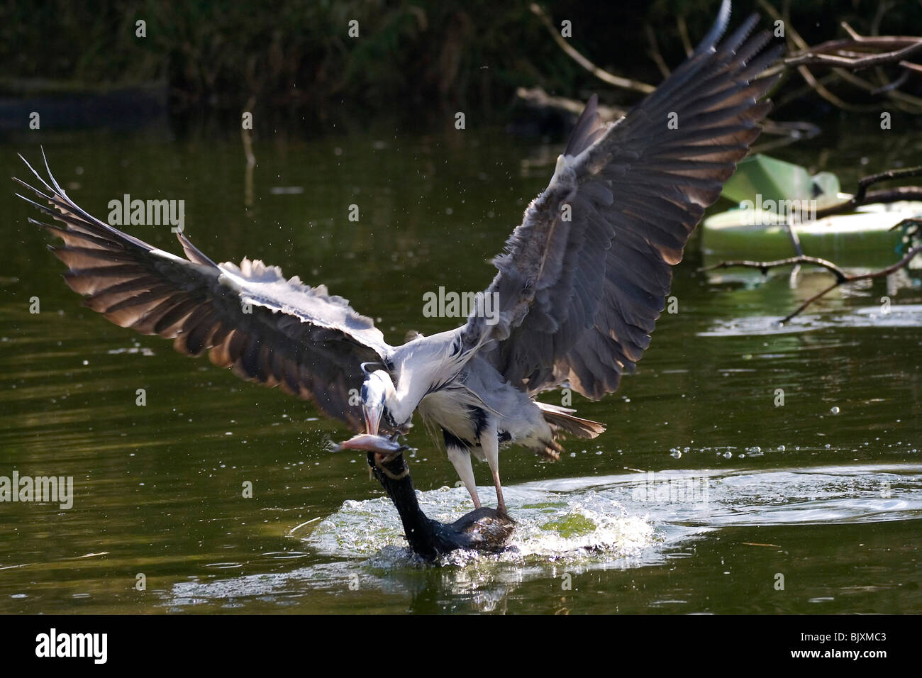 grey heron and cormorant Stock Photo - Alamy