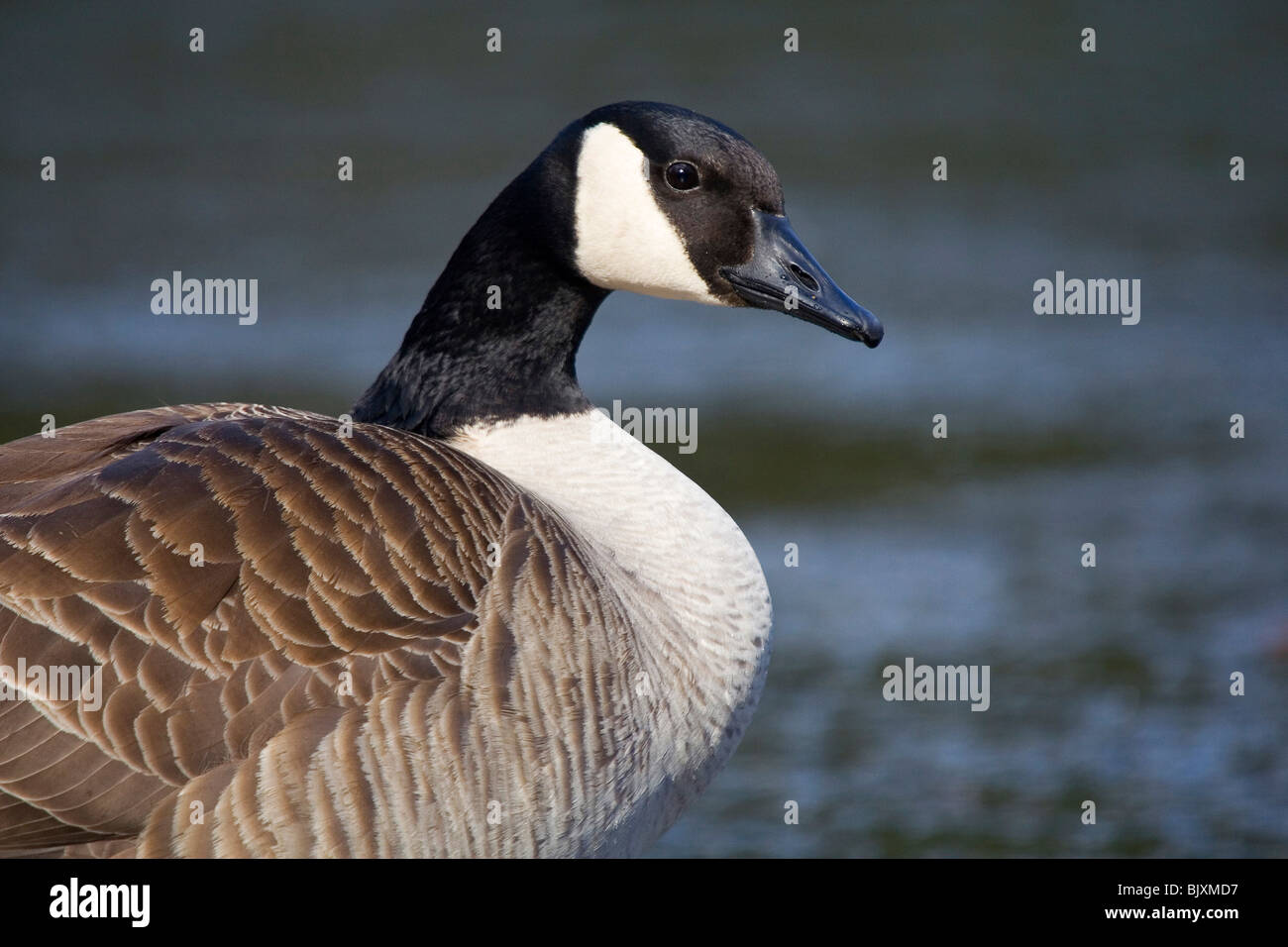 Canada goose side profile hi-res stock photography and images - Alamy