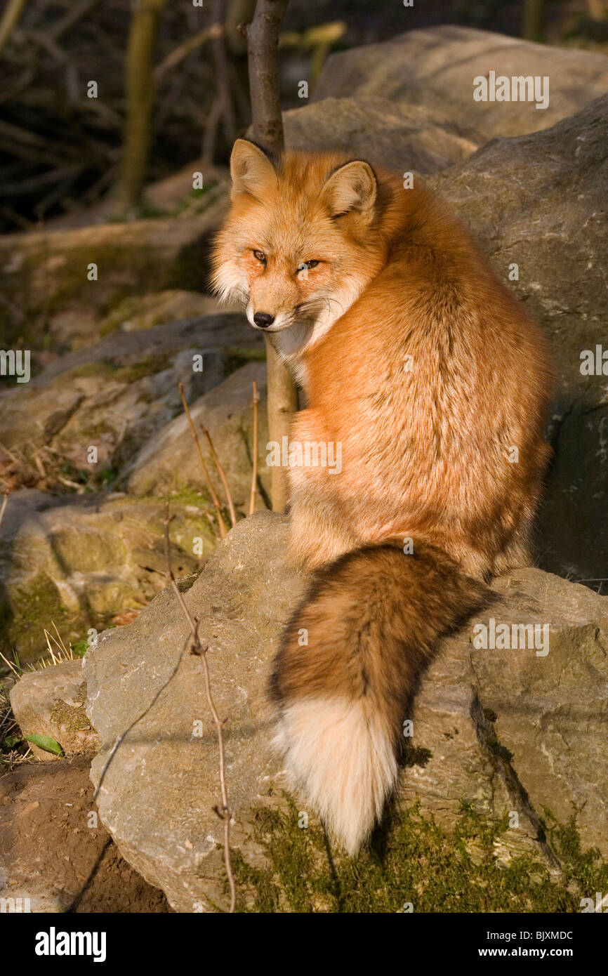 Fox Sitting Back