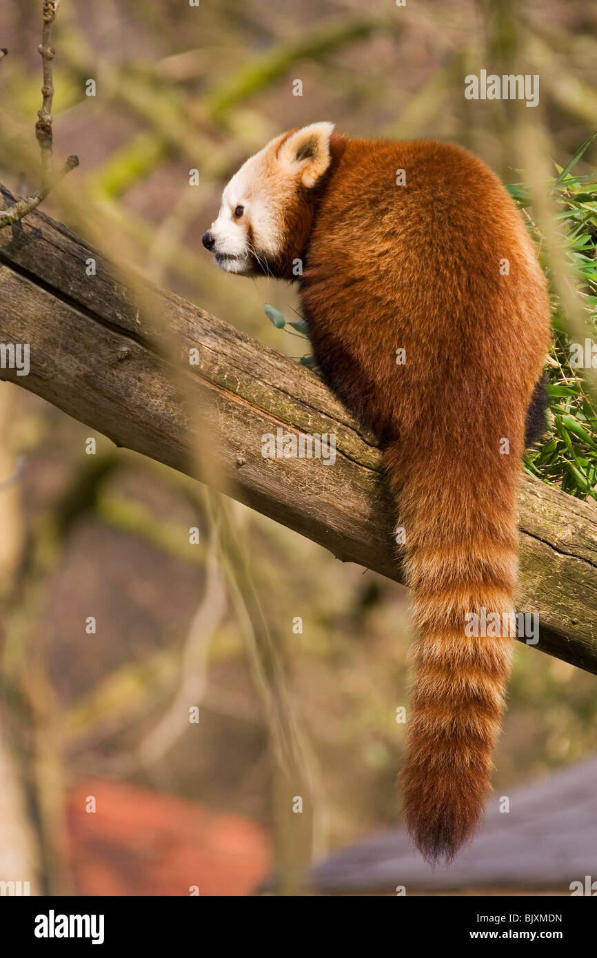 Sunny zoo red panda zoo hi-res stock photography and images - Alamy