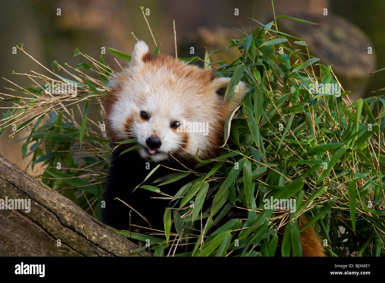Panda zoo camera hi-res stock photography and images - Alamy