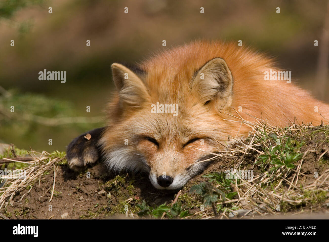 Adult red fox sleeping hi-res stock photography and images - Alamy