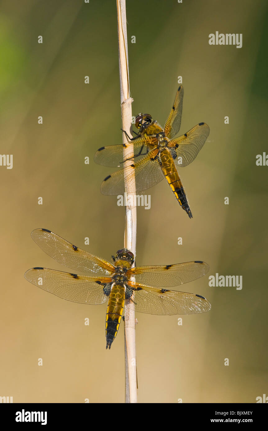 Two spotted dragonflies hi-res stock photography and images - Alamy
