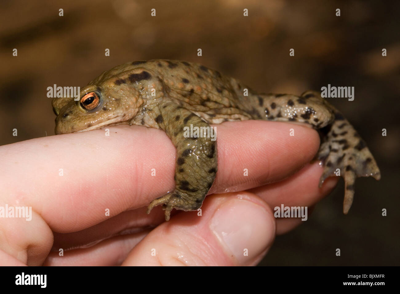 Adult amphibia amphibian amphibious animal hi-res stock photography and ...