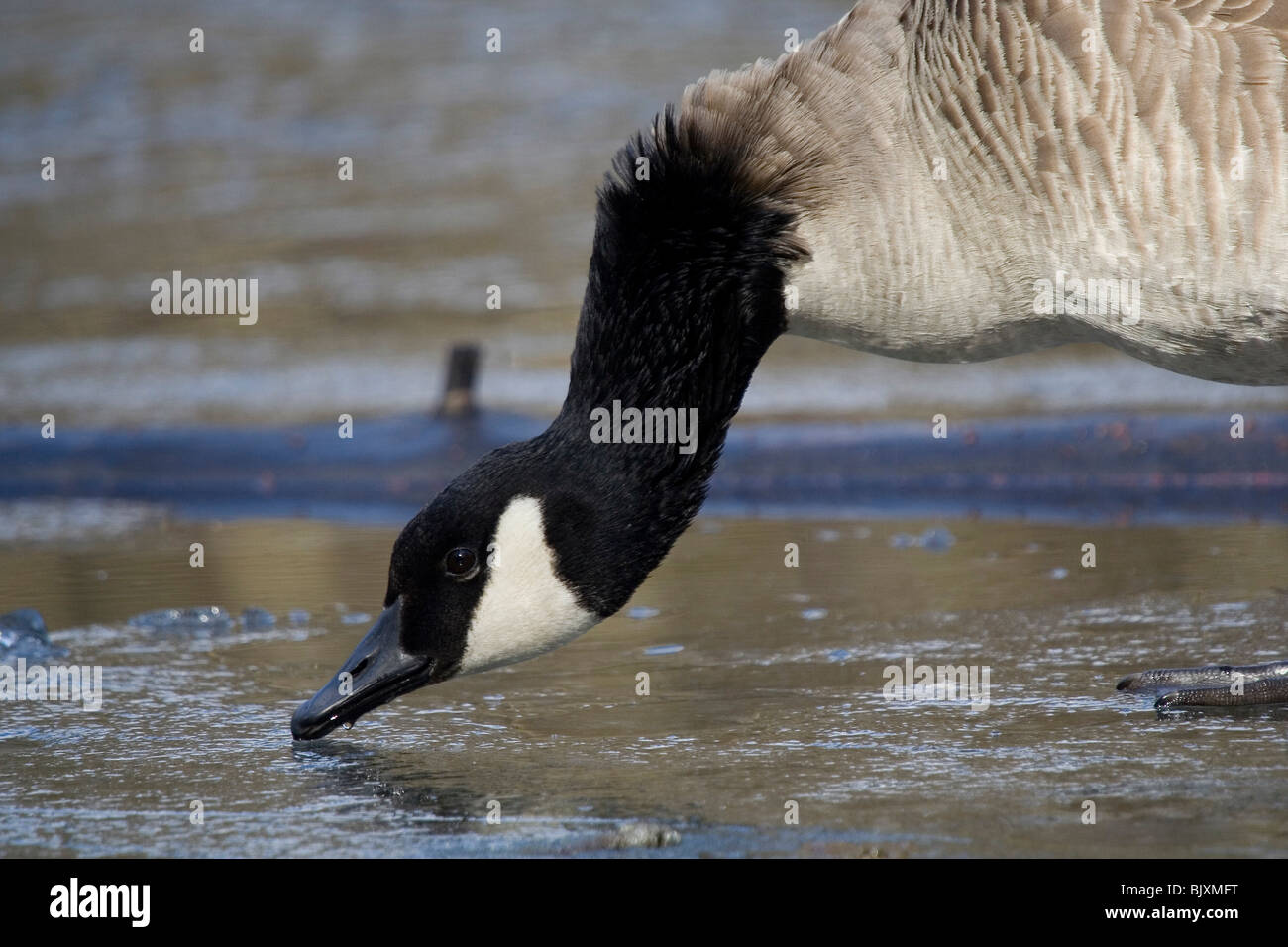Canada goose side profile hi-res stock photography and images - Alamy